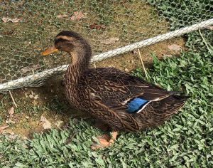 Rouen Ducks : Ducklings for Sale Online | Cackle Hatchery®
