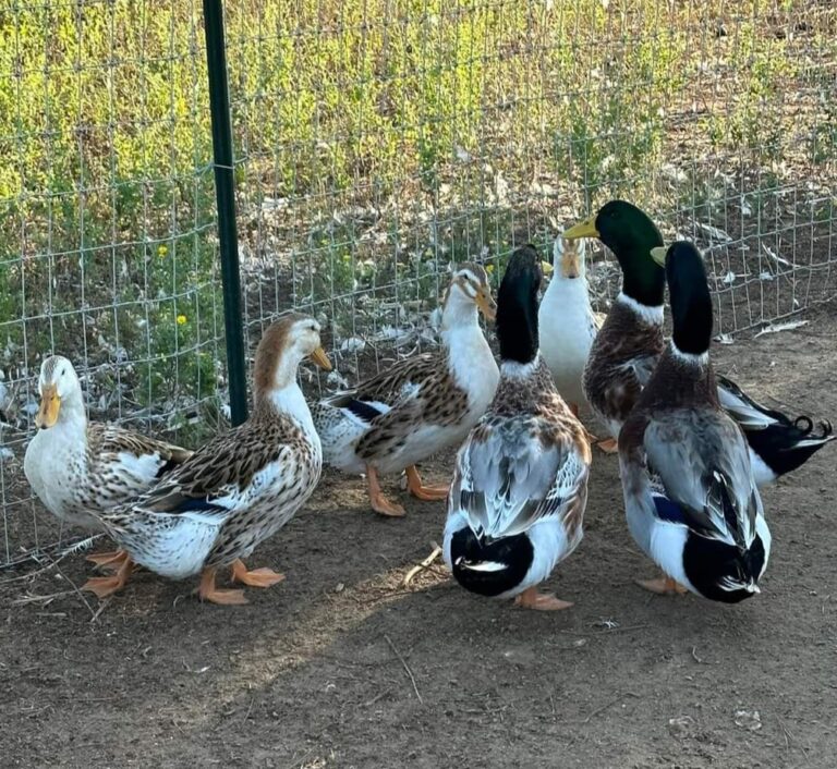 Silver Appleyard Ducks - Baby Ducklings | Cackle Hatchery®