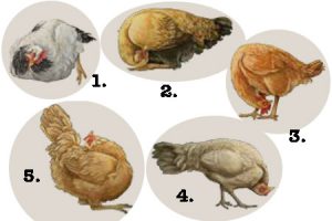 What Causes Wry Neck in Chickens? - Cackle Hatchery