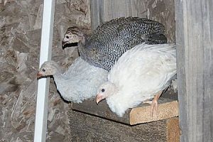 Raising Guinea Fowl - Cackle Hatchery