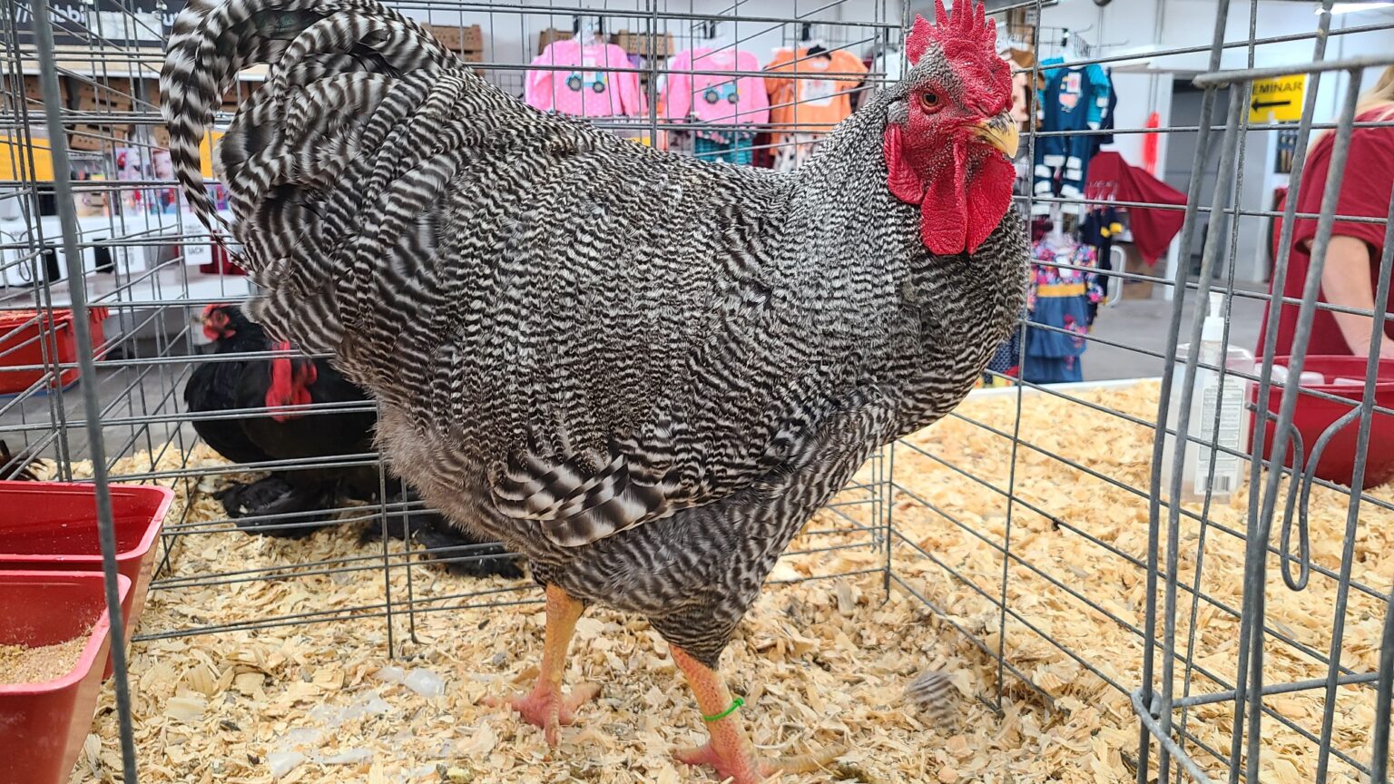 Barred Plymouth Rock Chicks | Exhibition Type | Cackle Hatchery®