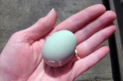 Cackle Hatchery’s Best Blue Egg Layers - Cackle Hatchery