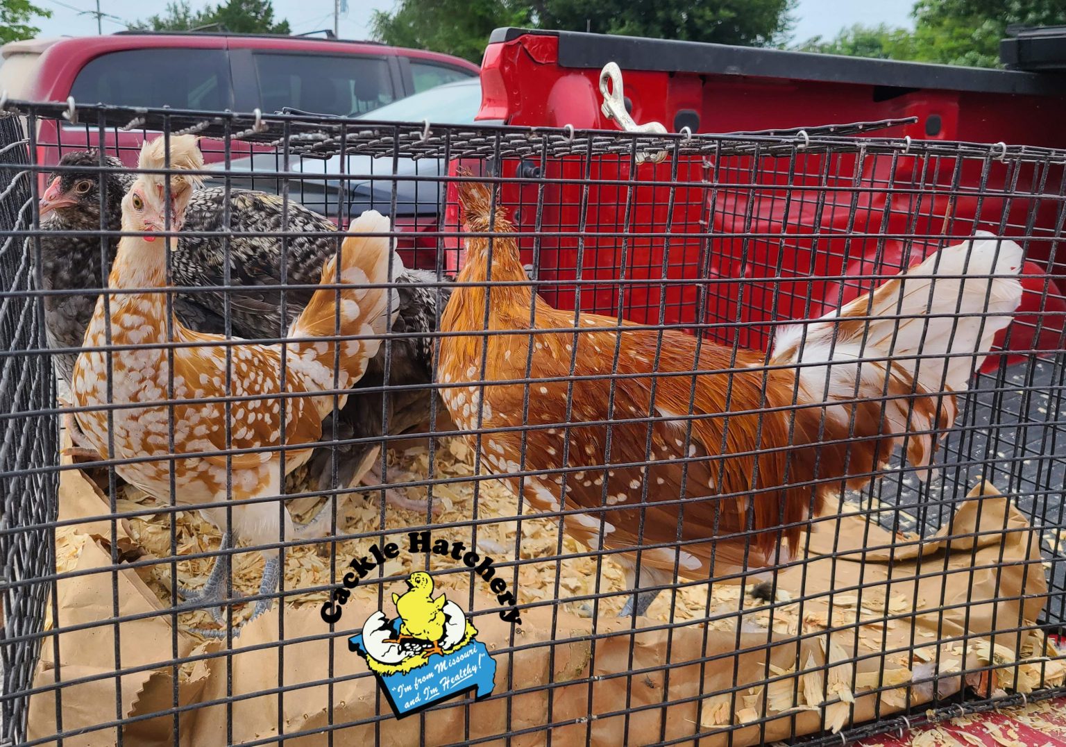 Chamois Spangled Appenzeller Spitzhauben - Cackle Hatchery