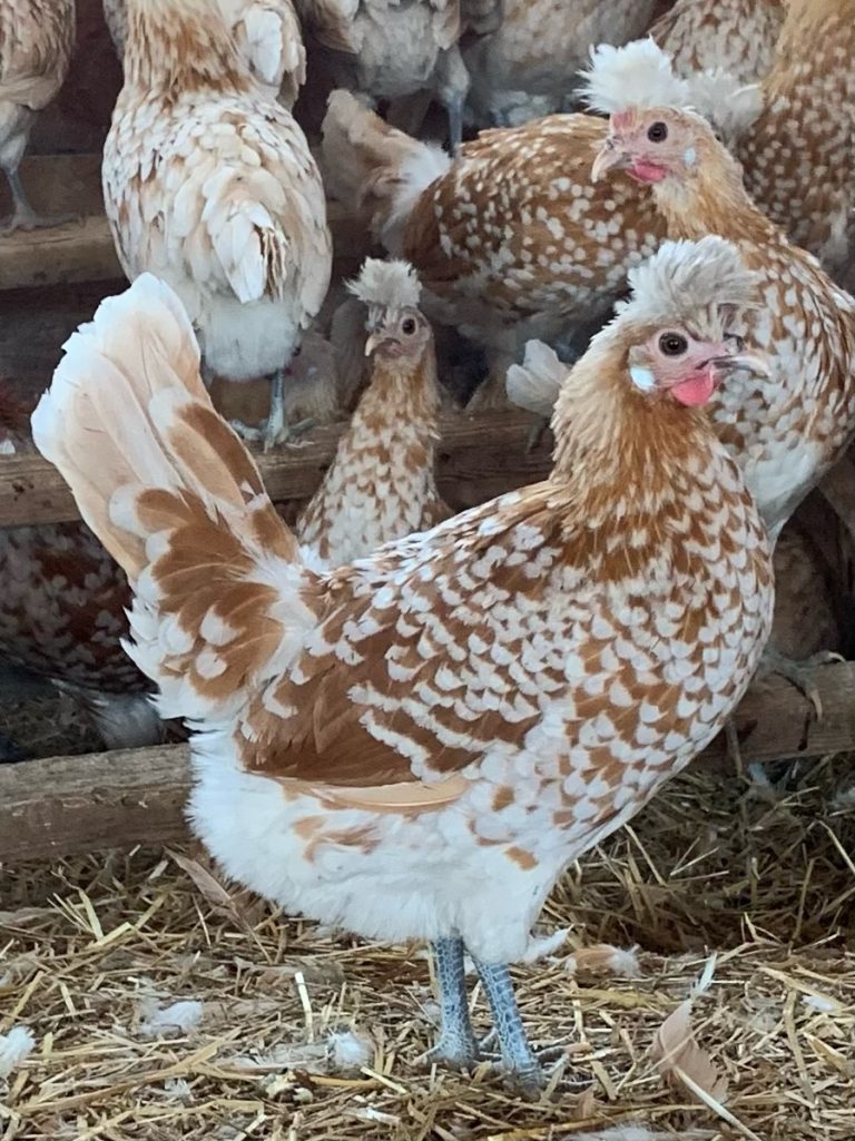 Chamois Spangled Appenzeller Spitzhauben - Cackle Hatchery