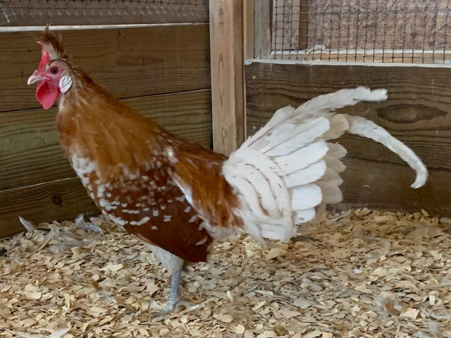Chamois Spangled Appenzeller Spitzhauben - Cackle Hatchery
