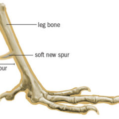 Blog about Chickens Poultry Hatching & Shipping Since 1936