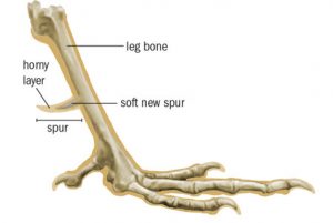 Hens Can Grow Spurs, Too - Cackle Hatchery