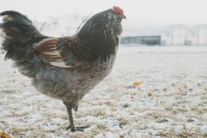 What Kind of Care Do Chickens Need in Winter? - Cackle Hatchery