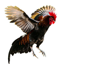 Why Can’t Chickens Fly? - Cackle Hatchery