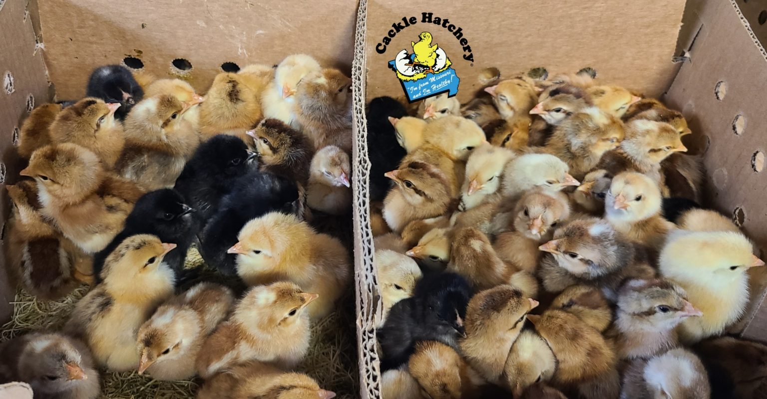 F2 Olive Egger™ Chicks | Colorful Egg Layers | Cackle Hatchery®