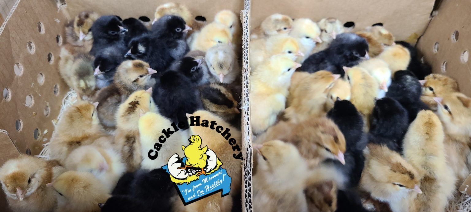 F2 Olive Egger™ Chicks | Colorful Egg Layers | Cackle Hatchery®