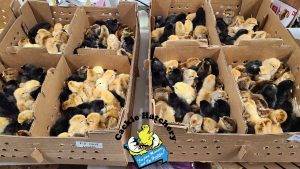 F2 Olive Egger - Cackle Hatchery