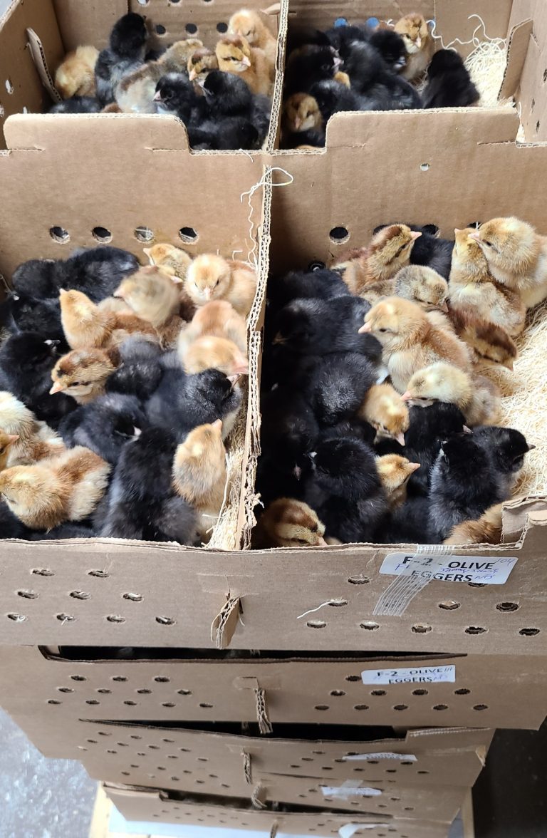 F2 Olive Egger - Cackle Hatchery