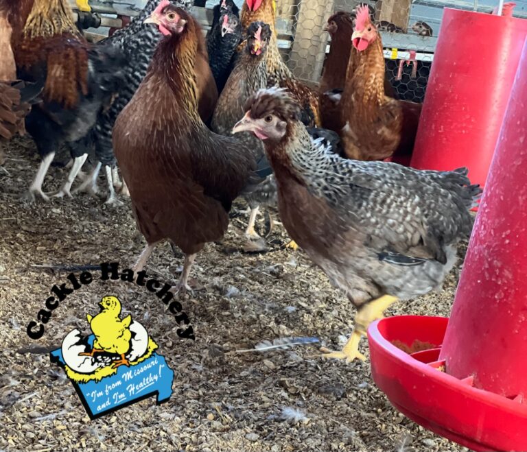 F2 Olive Egger™ Chicks | Colorful Egg Layers | Cackle Hatchery®