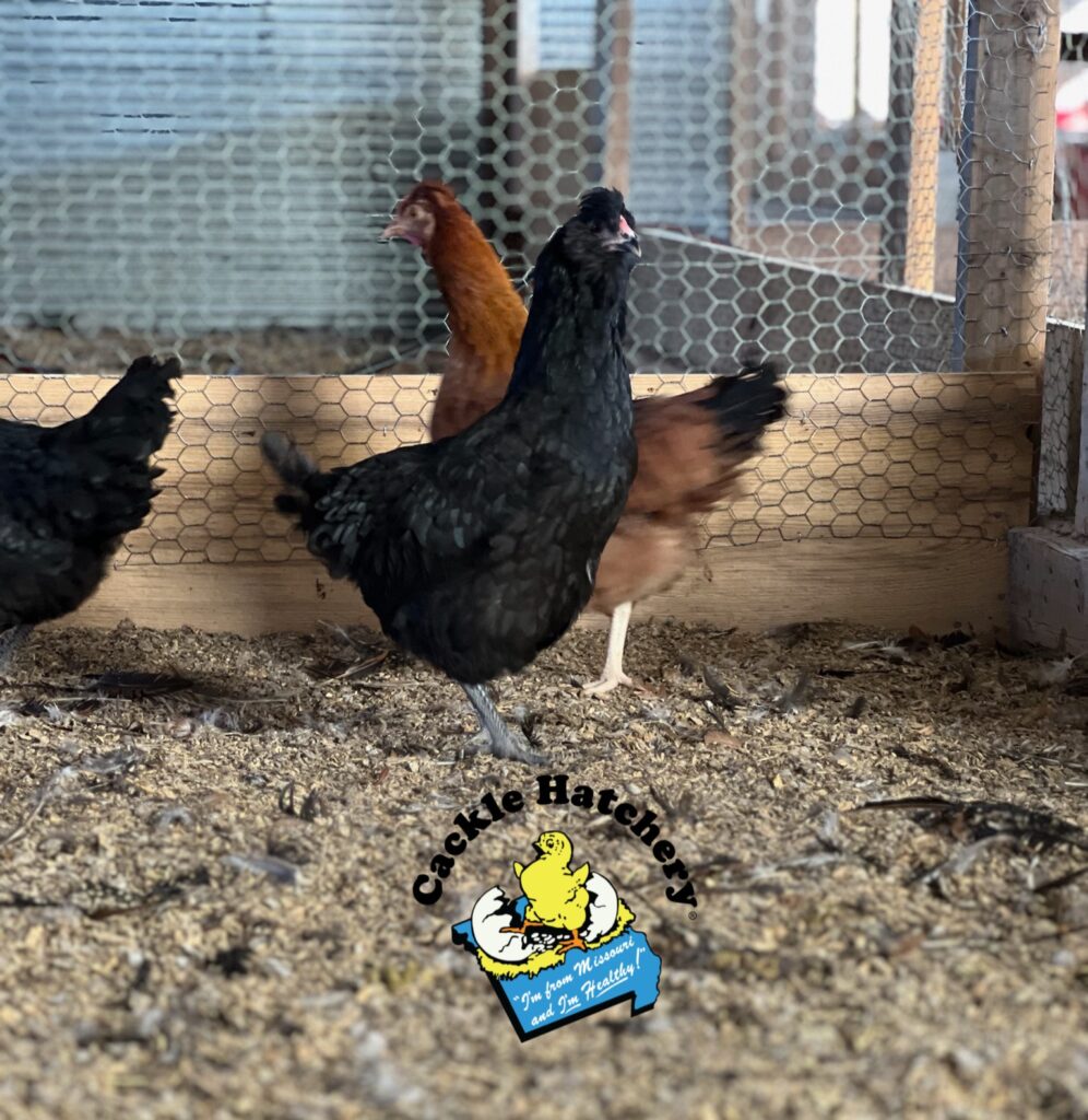 F2 Olive Egger - Cackle Hatchery