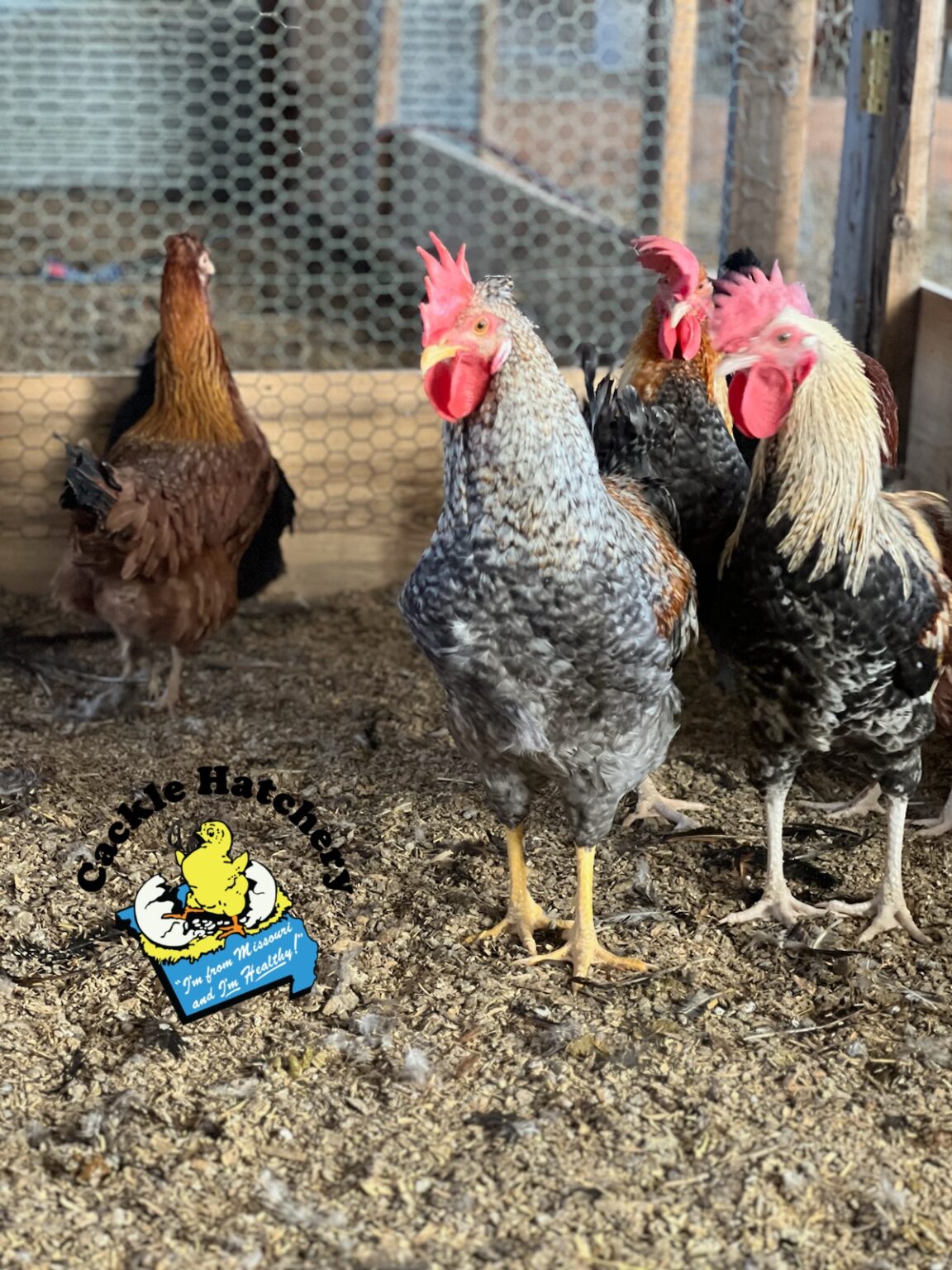 F2 Olive Egger - Cackle Hatchery