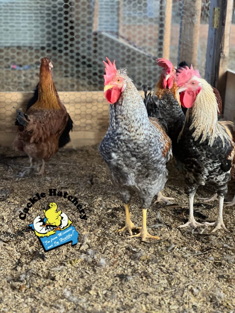 F2 Olive Egger™ Chicks | Colorful Egg Layers | Cackle Hatchery®