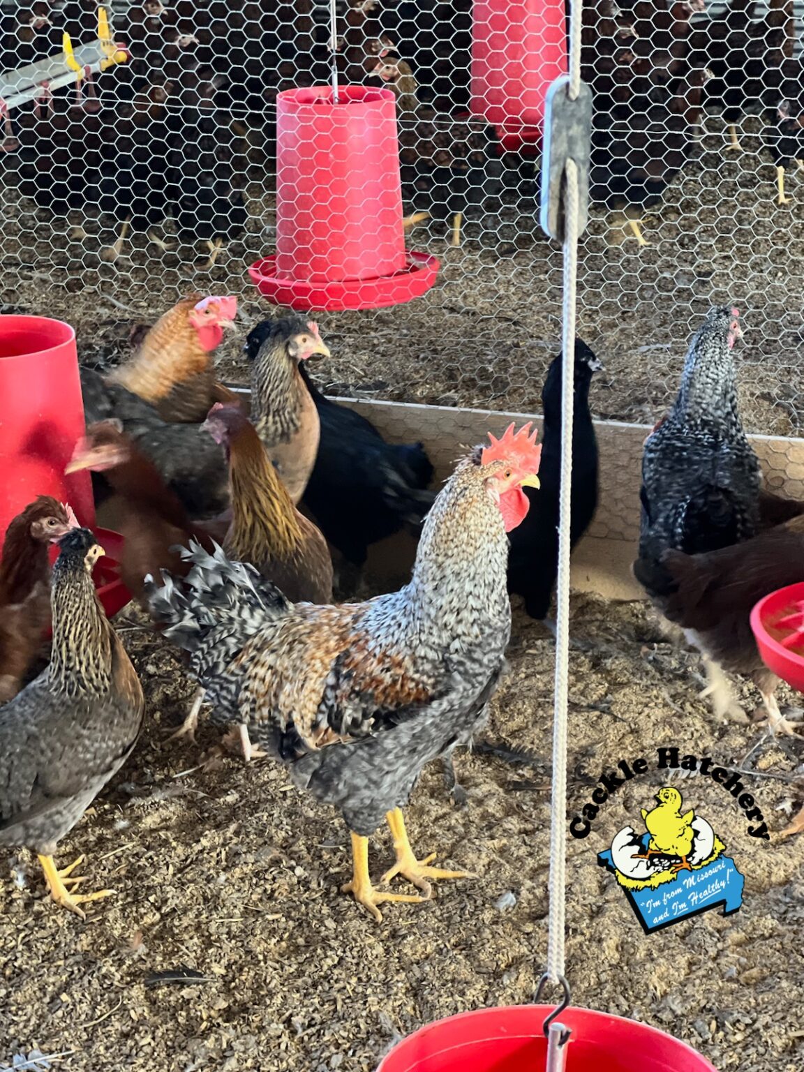 F2 Olive Egger - Cackle Hatchery