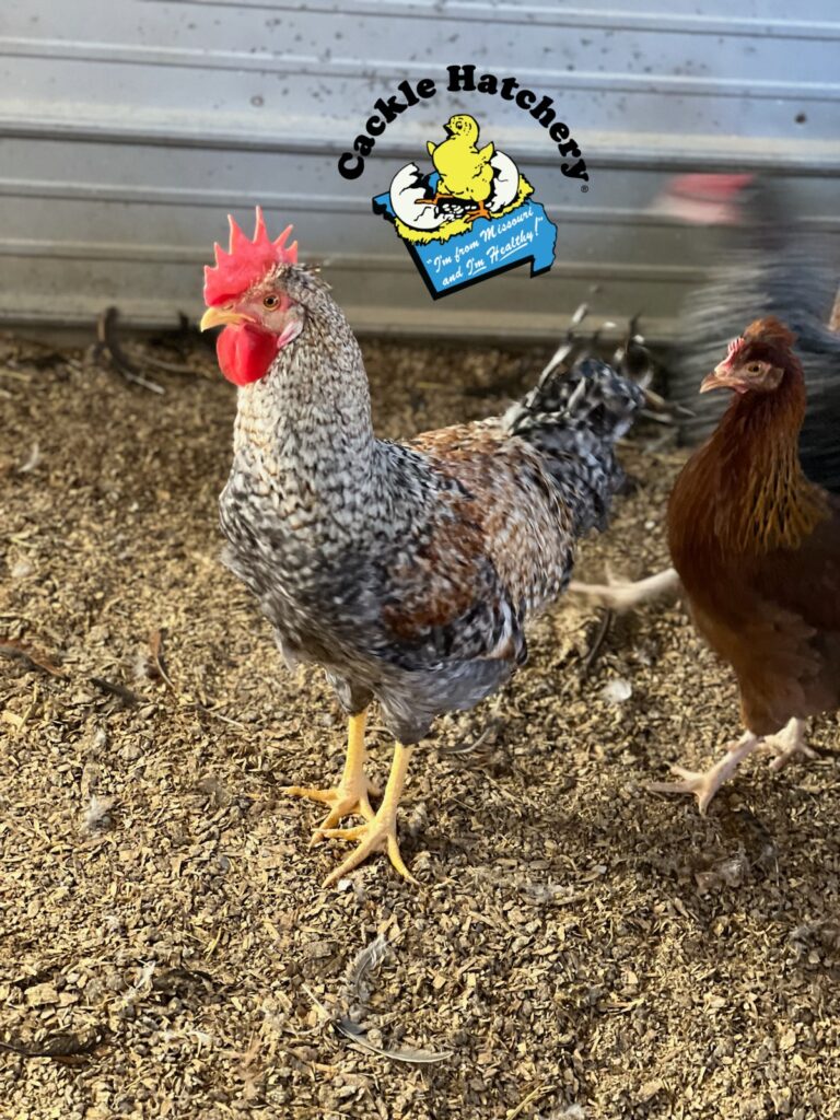 F2 Olive Egger - Cackle Hatchery