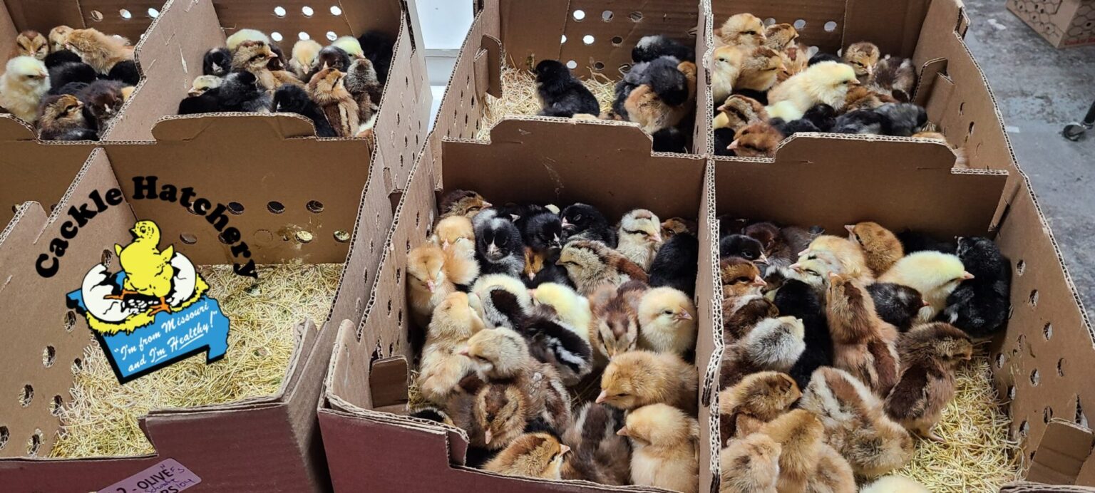 F2 Olive Egger - Cackle Hatchery