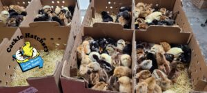 F2 Olive Egger - Cackle Hatchery