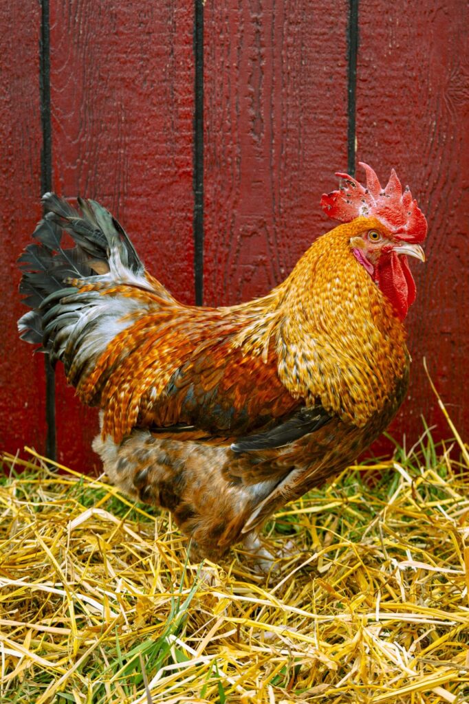 F2 Olive Egger - Cackle Hatchery