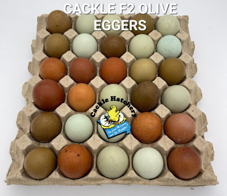 F2 Olive Egger - Cackle Hatchery