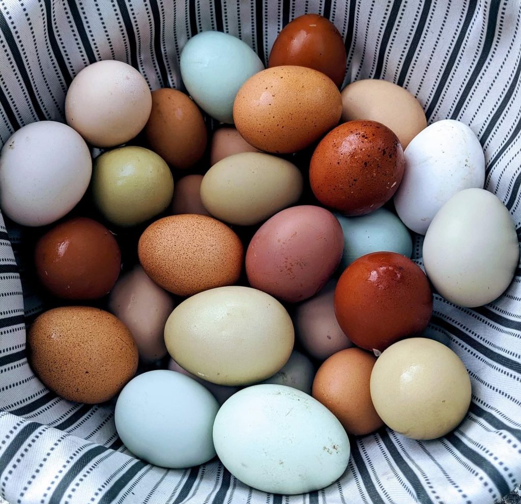 F2 Olive Egger - Cackle Hatchery