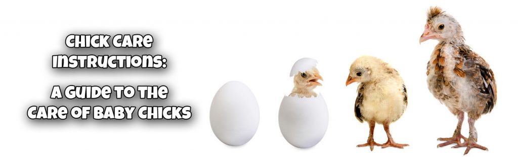 Baby Chick Care Instructions from Cackle Hatchery