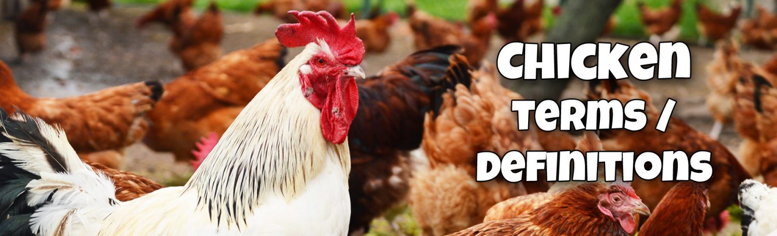 Baby Chicks For Sale and Chicken Terms | Cackle Hatchery