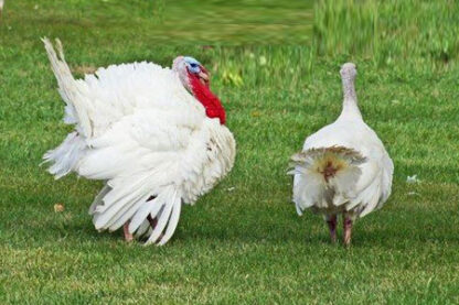 Blackhead in Turkeys Is a Serious Disease - Cackle Hatchery