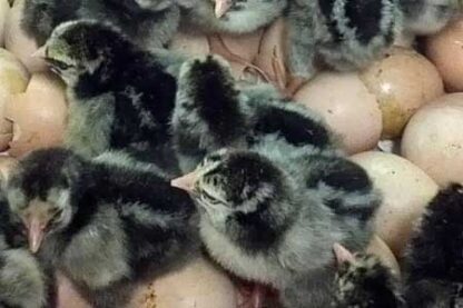 6 Reasons to Hatch Poultry Eggs in an Incubator - Cackle Hatchery