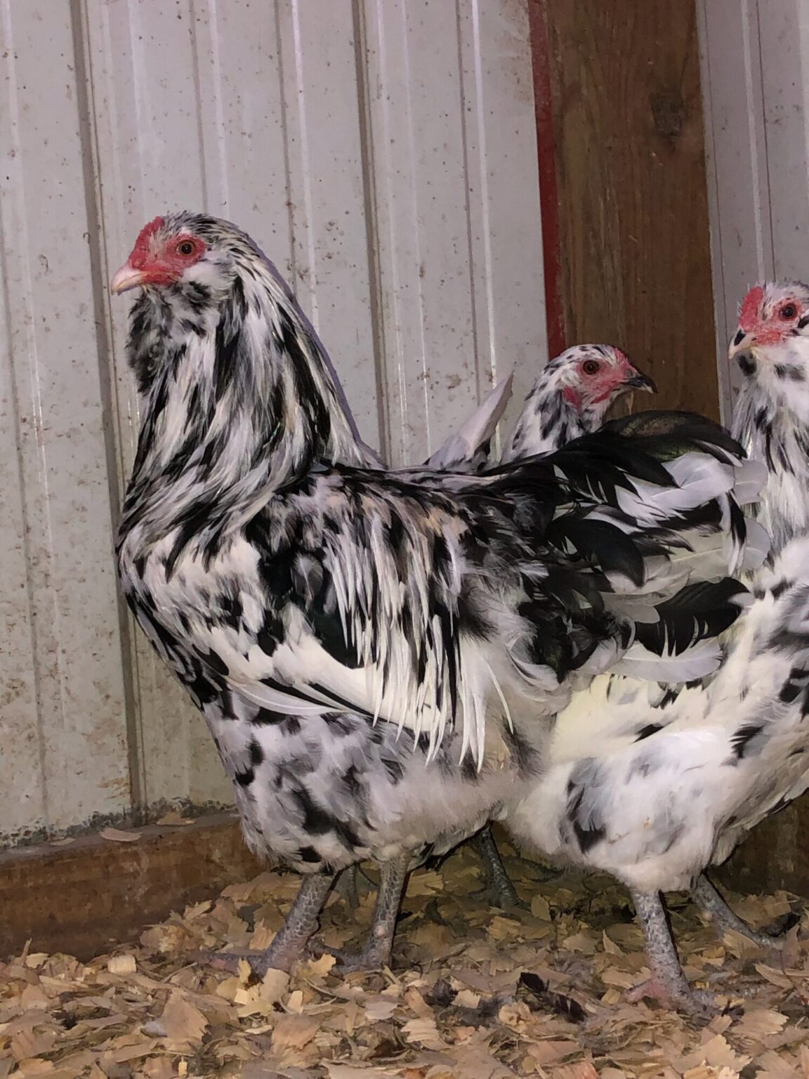 Ermine Ameraucana Chicken For Sale | Cackle Hatchery®