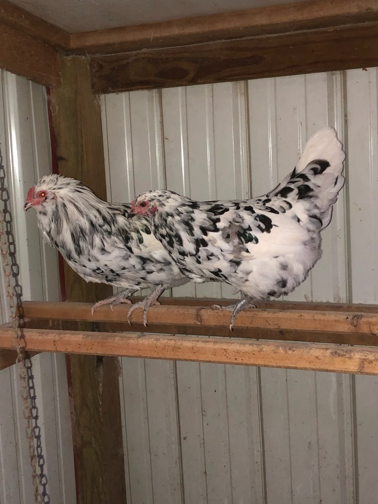 Ermine Ameraucana Chicken For Sale | Cackle Hatchery®