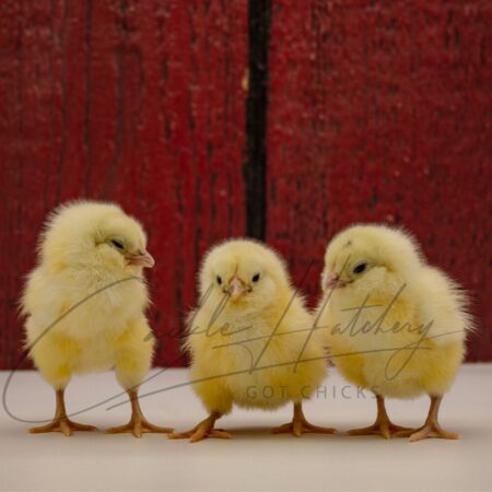 Ermine Ameraucana Chicks | Rare Blue Egg Layers
