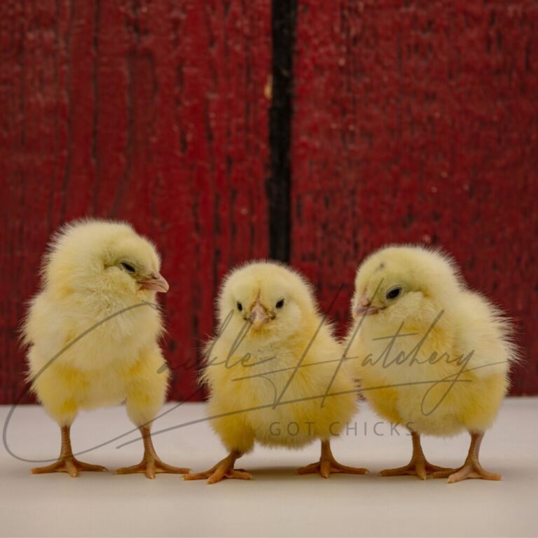 Ermine Ameraucana Chicks | Rare Blue Egg Layers