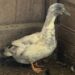 Wild Flying Mallard Ducks - Baby Ducklings | Cackle Hatchery®