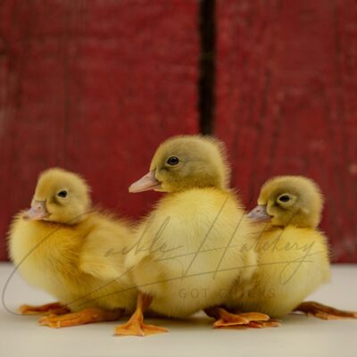 Splash Swedish Ducks : Ducklings for Sale | Cackle Hatchery®