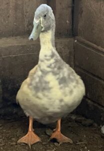 Splash Swedish Ducks : Ducklings for Sale | Cackle Hatchery®
