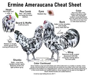 Ermine Ameraucana Chicken For Sale | Cackle Hatchery®