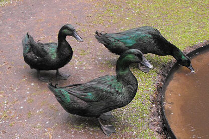 Heritage Breed Spotlight: Cayuga Duck - Cackle Hatchery