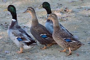 Heritage Breed Spotlight: Rouen Duck - Cackle Hatchery