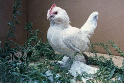 True Bantam Chicken Breeds - Cackle Hatchery