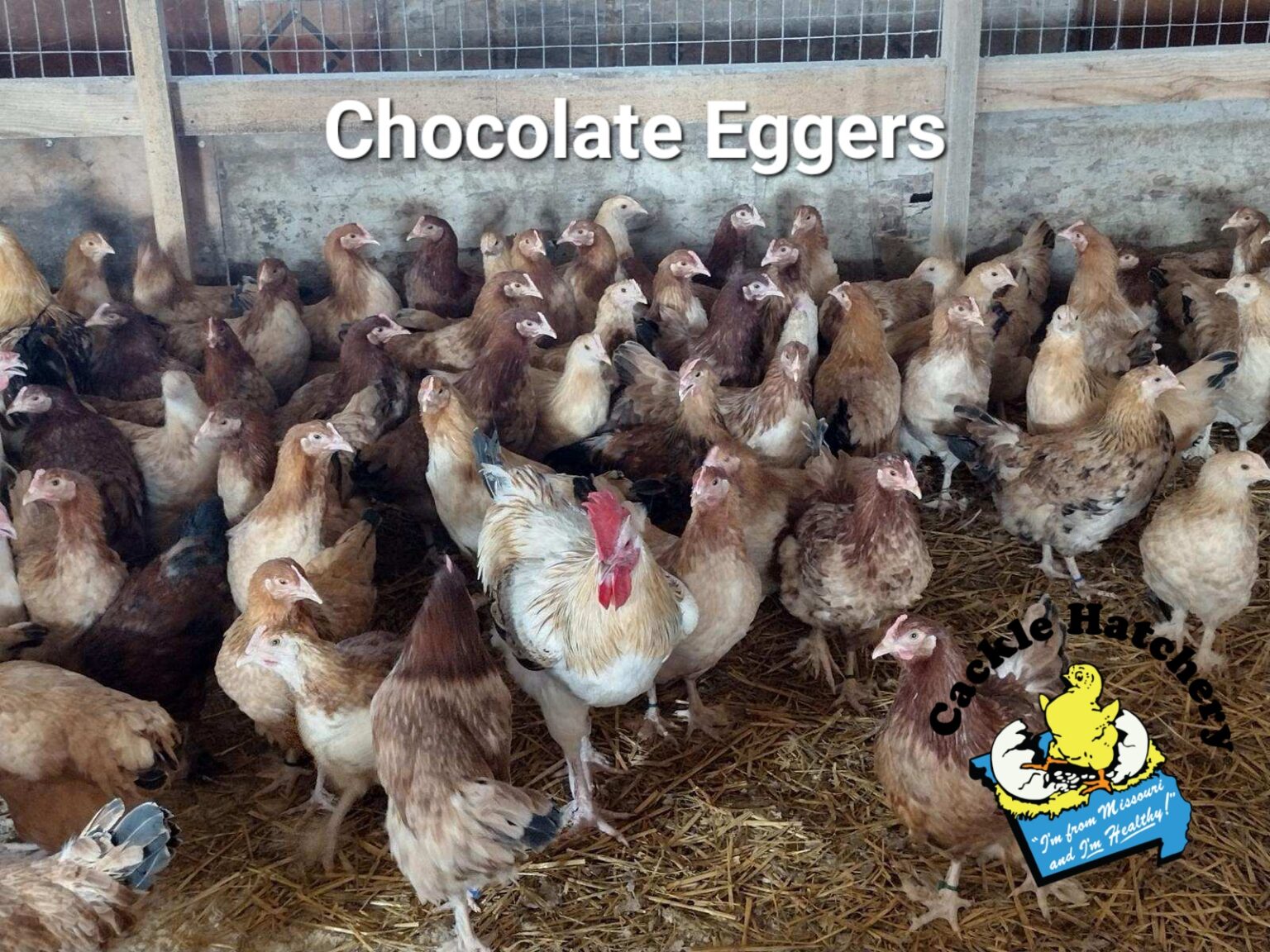 Chocolate Egger™ Chicken - Cackle Hatchery