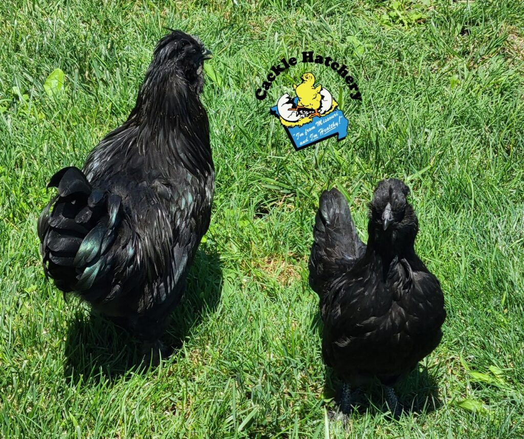 Crazy Cackle Zombie Chicken - Cackle Hatchery