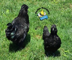 Crazy Cackle Zombie Chicken - Cackle Hatchery