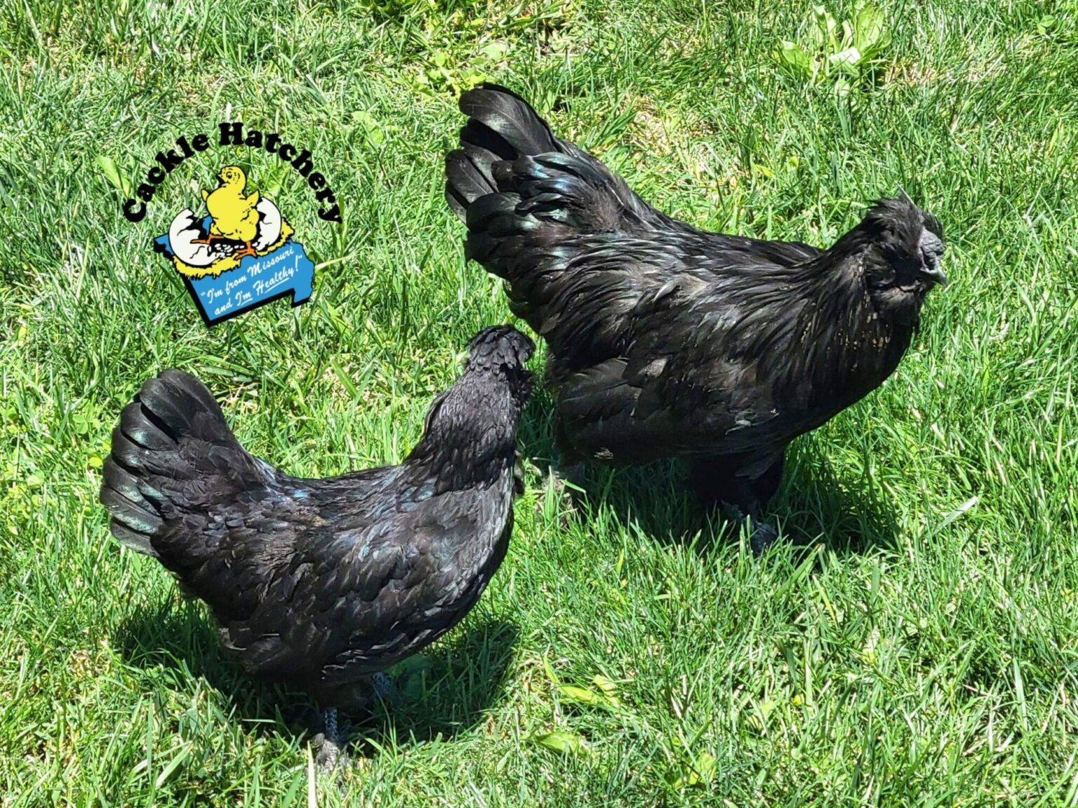 Crazy Cackle Zombie Chicks | Fibro Backyard Chickens