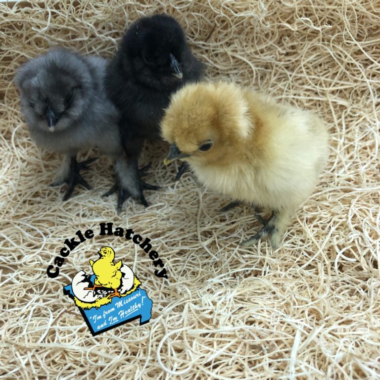 Crazy Cackle Zombie Chicken - Cackle Hatchery