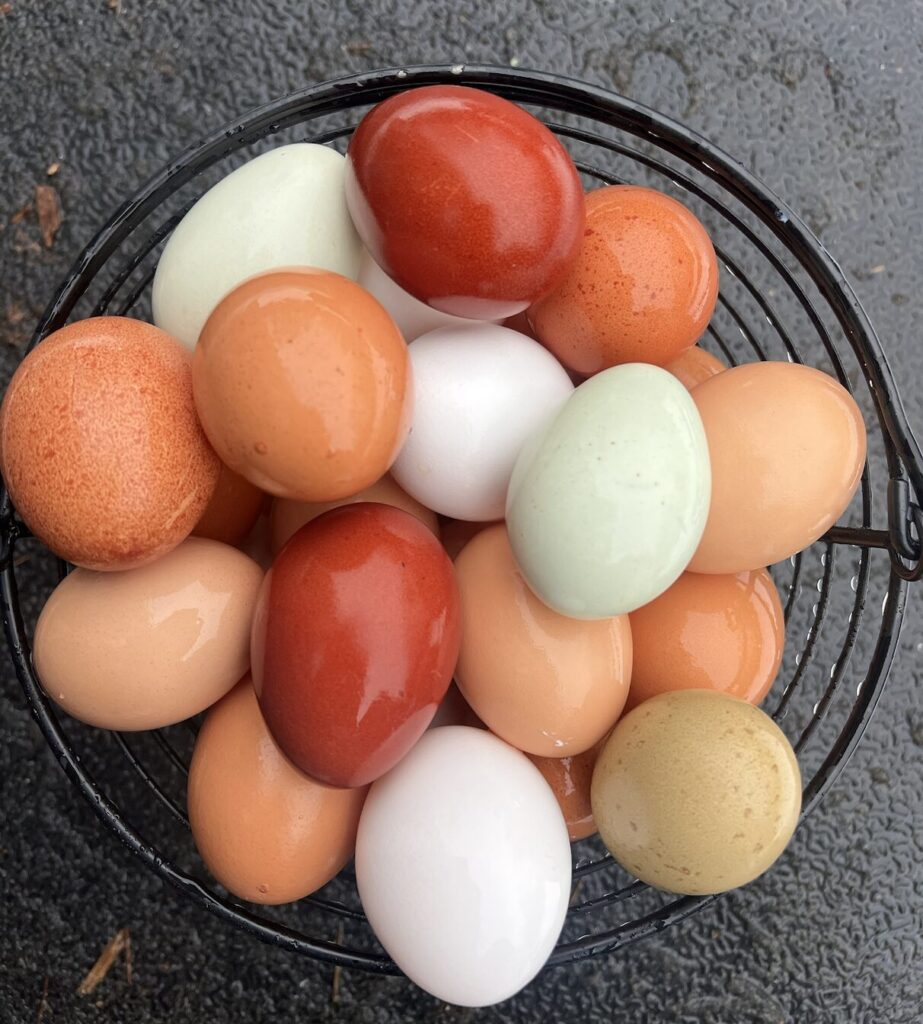 Chocolate Egger™ Chicken - Cackle Hatchery