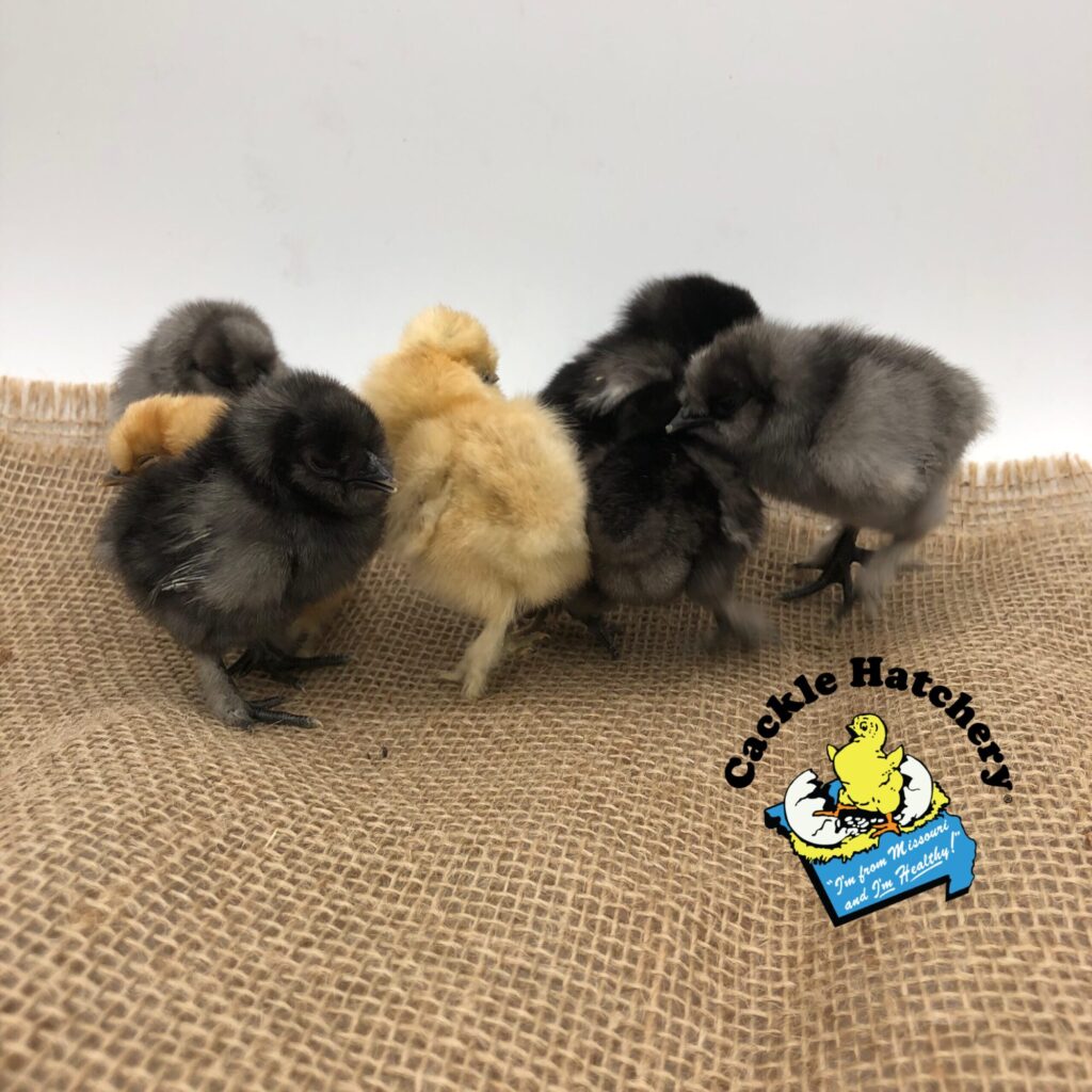 Crazy Cackle Zombie Chicken - Cackle Hatchery